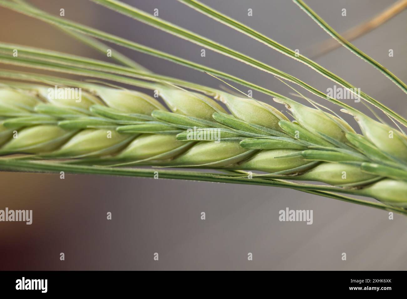 Close-up shot of a green ear of barley, emphasizing its detailed ...