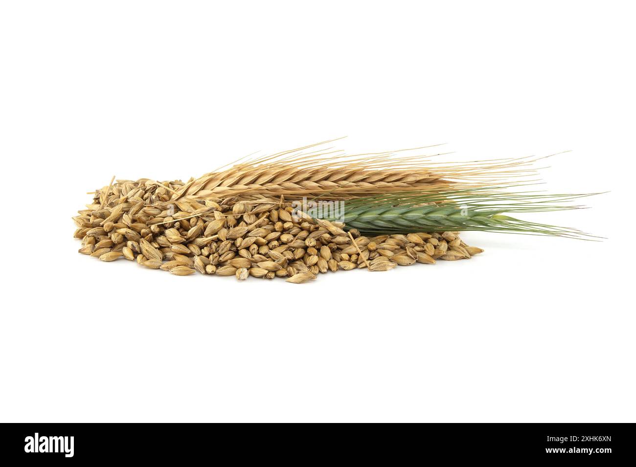 Barley seeds with the outer husk and barley ears isolated on white ...