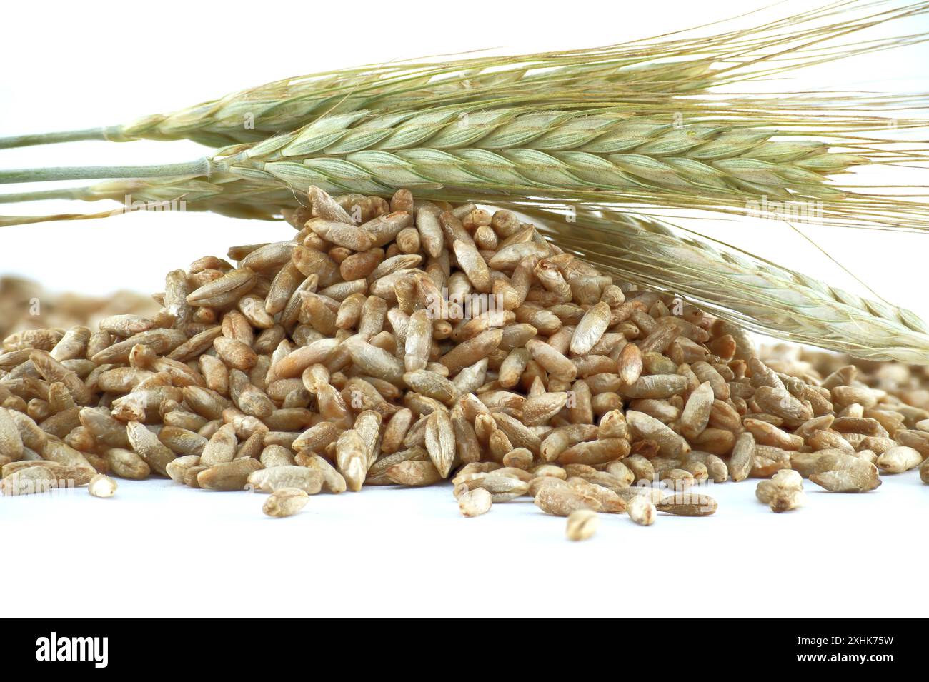 Closeup image of rye grains alongside fresh rye stalks isolated on a ...