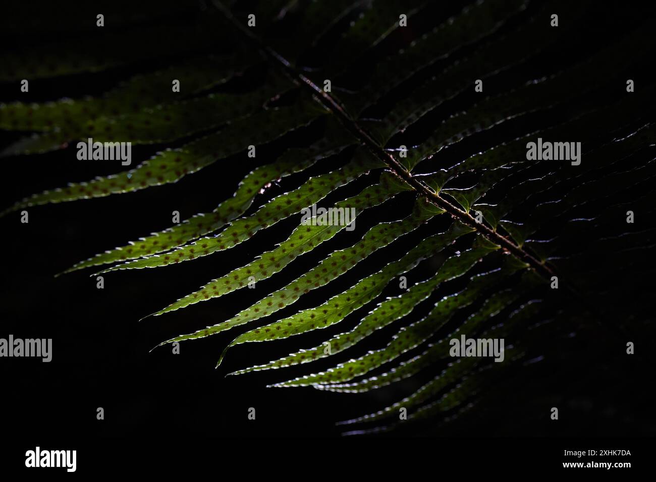Backlit fern leaves hi-res stock photography and images - Alamy