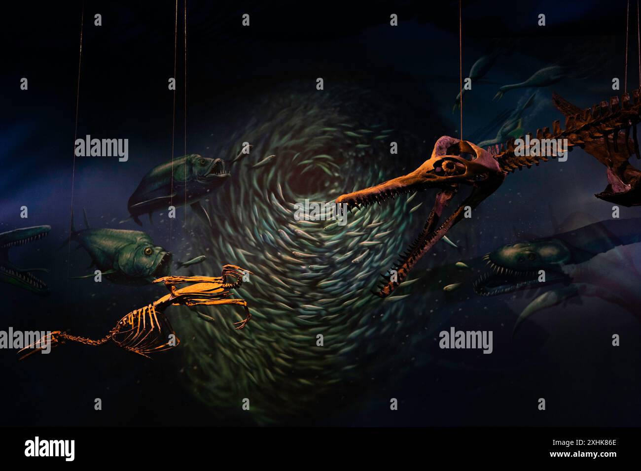 Exhibit of Fossil fish, Science Museum, Pittsburgh, Pennsylvania, USA ...