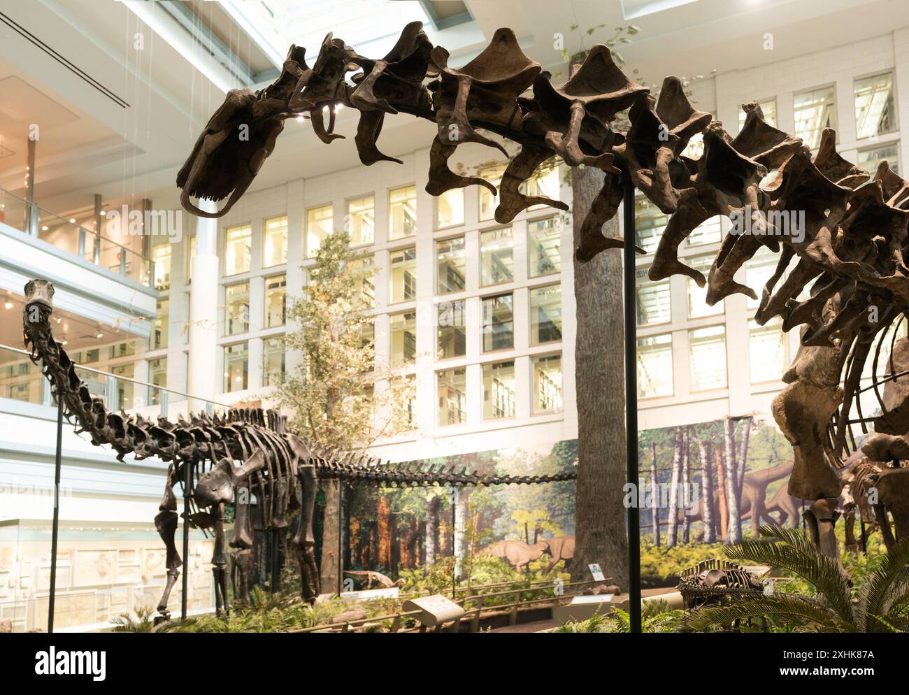 Exhibit of Fossil fish, Science Museum, Pittsburgh, Pennsylvania, USA ...