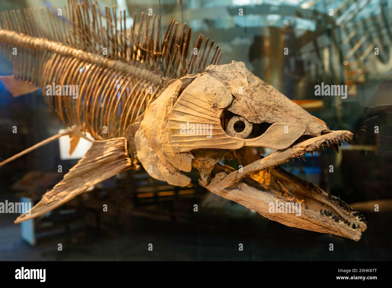 Exhibit of Fossil fish, Science Museum, Pittsburgh, Pennsylvania, USA ...