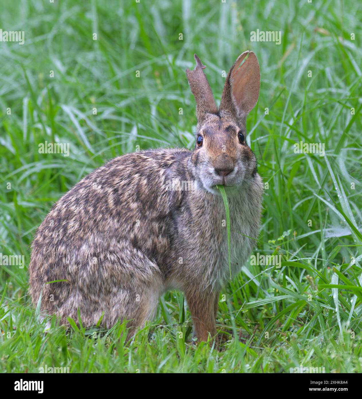 Swamp rabbit (Sylvilagus aquaticus) eating grass, Brazos Bend state ...