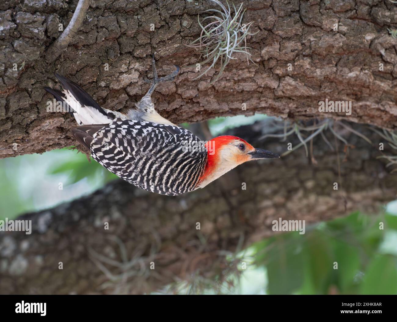 Red-bellied woodpecker (Melanerpes carolinus) looking for food over ...