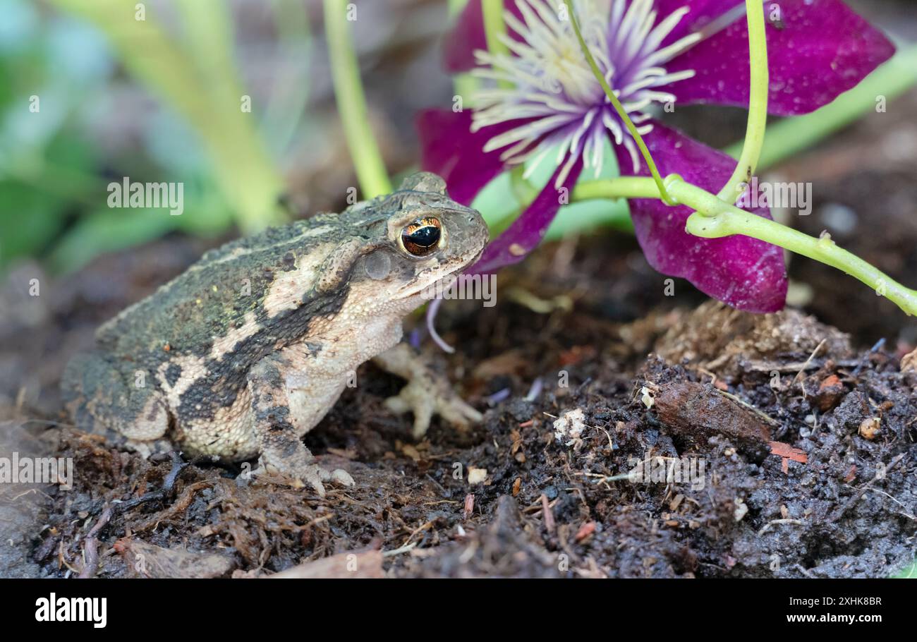Gulf coast toad (Incilius nebulifer) hiding in shade of Clematis plant ...