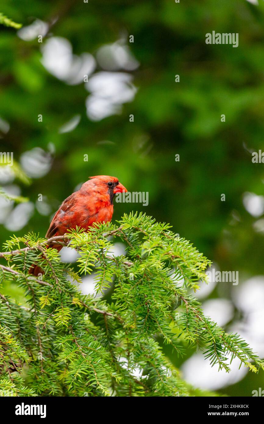 A red male northern cardinal perched in an evergreen tree in Northeast ...