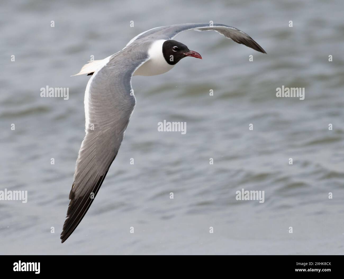 The laughing gull flying over ocean Stock Photo - Alamy