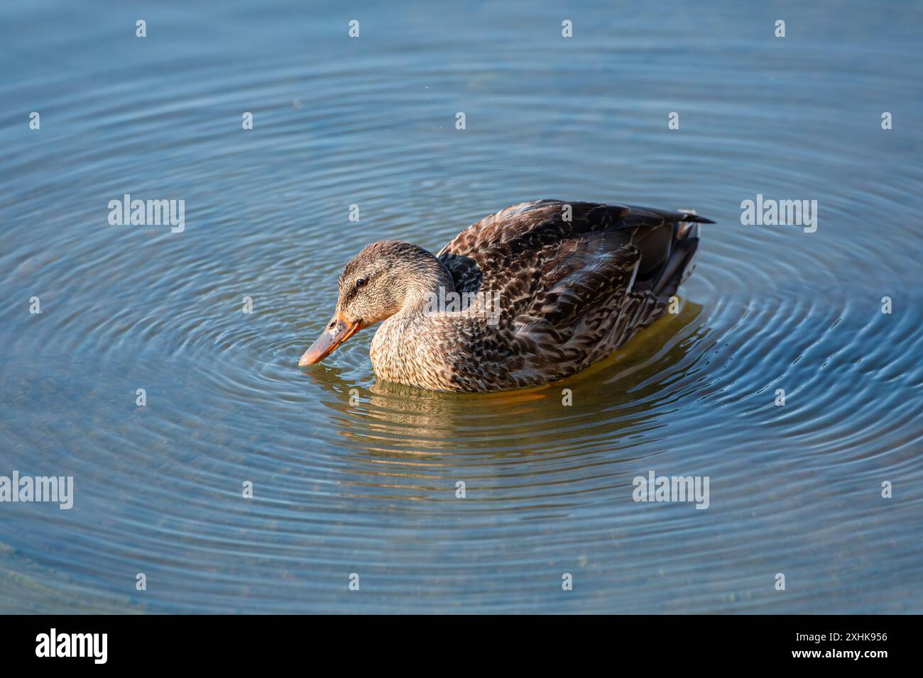 small duck drinking water on a lake Stock Photo - Alamy