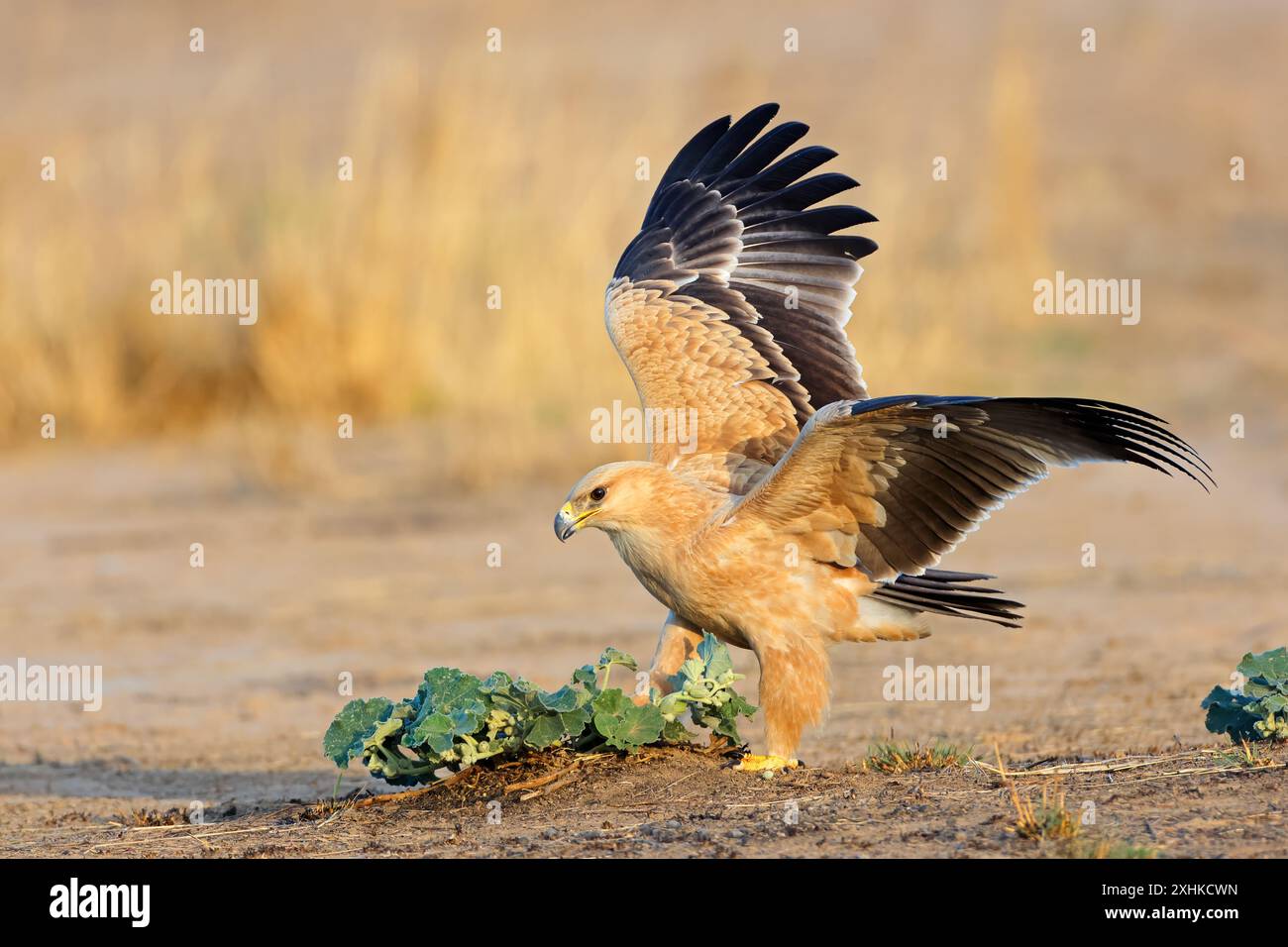 A tawny eagle (Aquila rapax) hunting on the ground with open wings ...