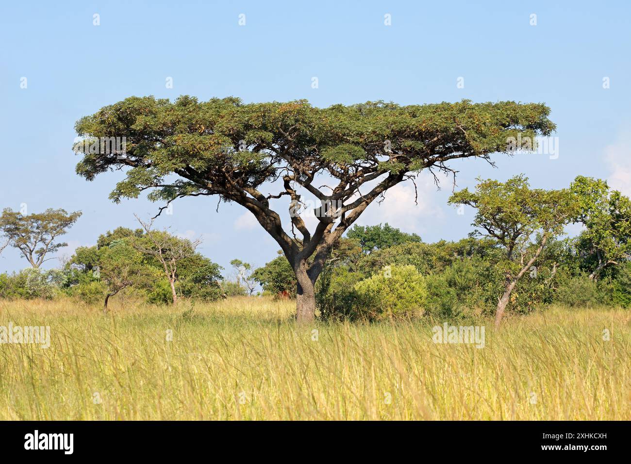 Burkea africana hi-res stock photography and images - Alamy