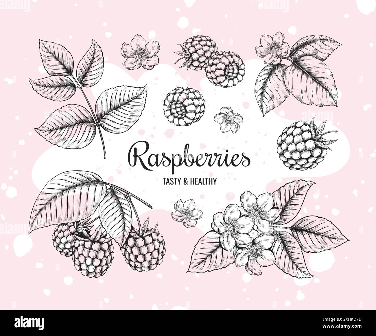 Raspberry sketch. Vintage berry. Tasty and healthy fruit. Garden ...