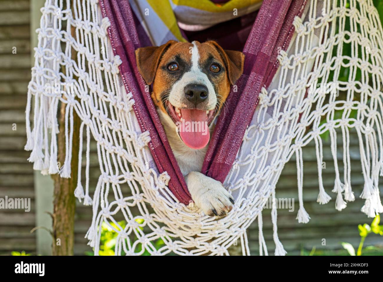 funny Jack Russell terrier puppy rolls on a hammock in the heat with ...