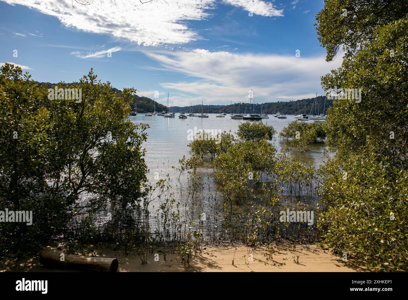 Pittwater in northern beaches of Sydney area, mangroves growing in the ...