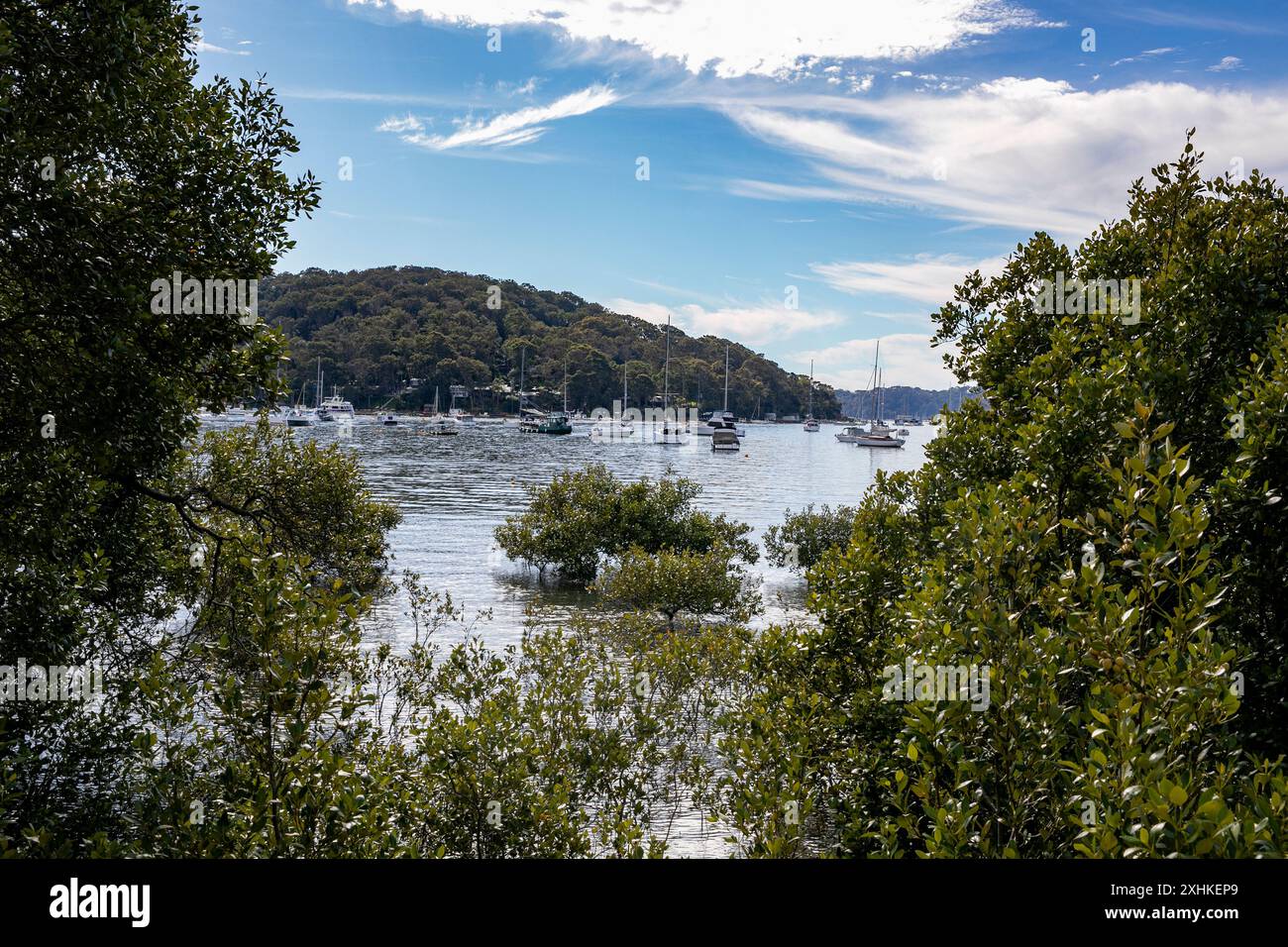 Pittwater in northern beaches of Sydney area, mangroves growing in the ...