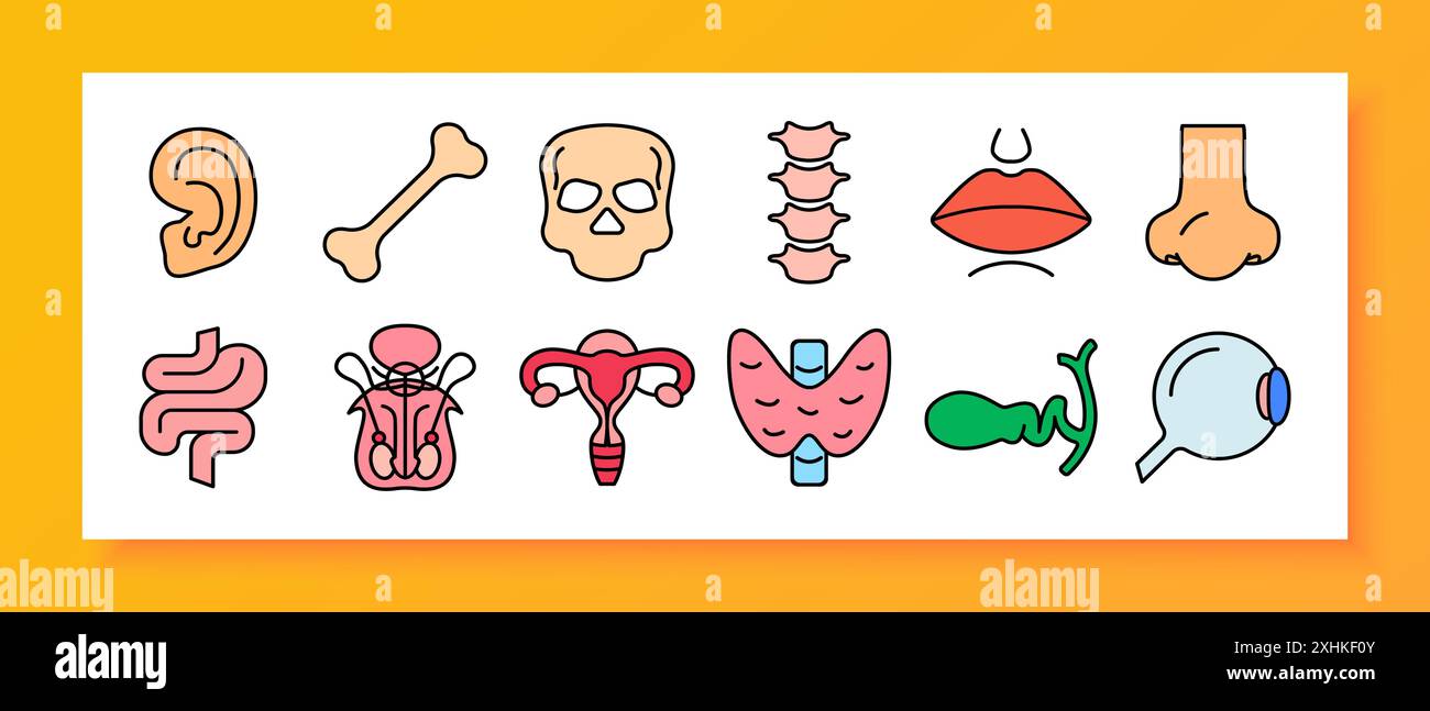 Anatomy set icon. Ear, bone, skull, spine, lips, nose, intestines ...