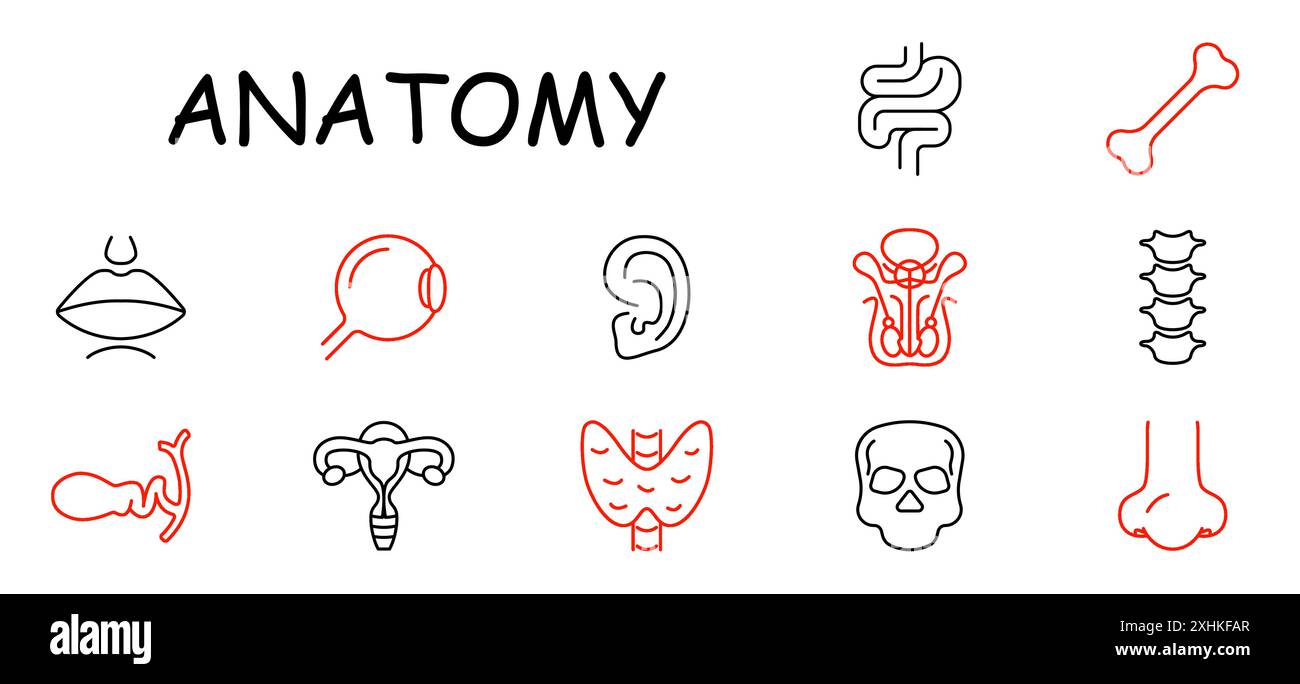 Anatomy set icon. Intestine, bone, lips, eye, ear, pelvis, spine, male ...