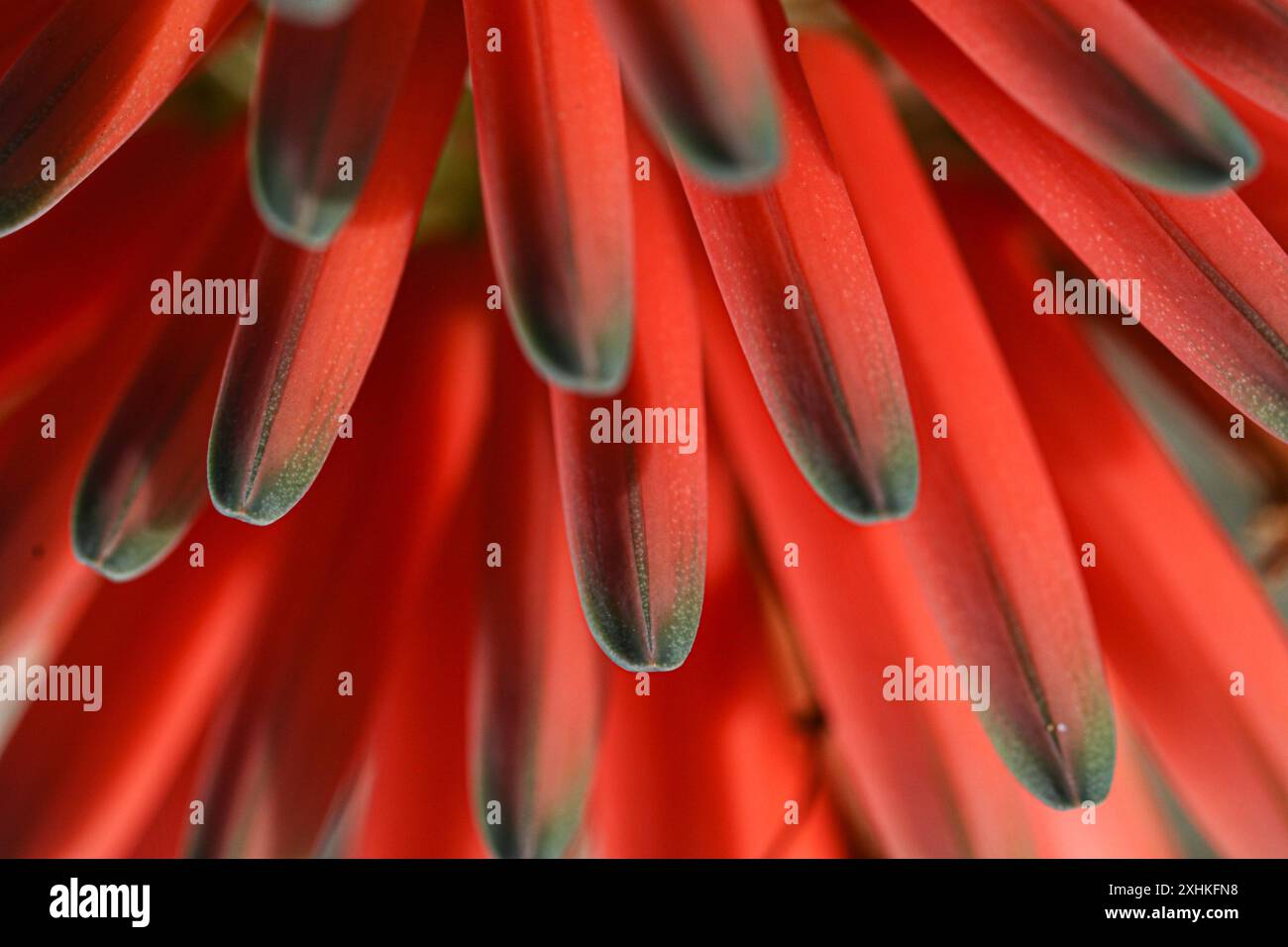 Macro photography of Aloe ferox plant in the Royal Botanic Gardens of ...