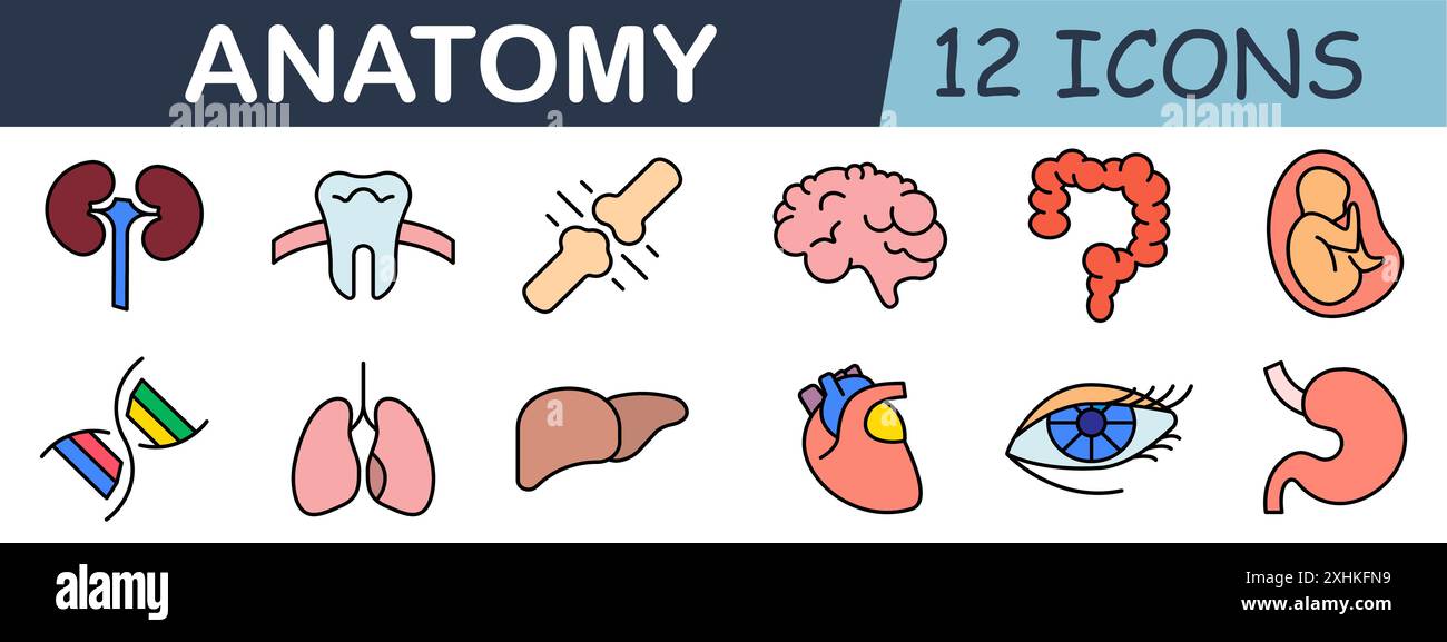 Anatomy set icon. Kidneys, tooth, stomach, joint, DNA, lungs, heart ...