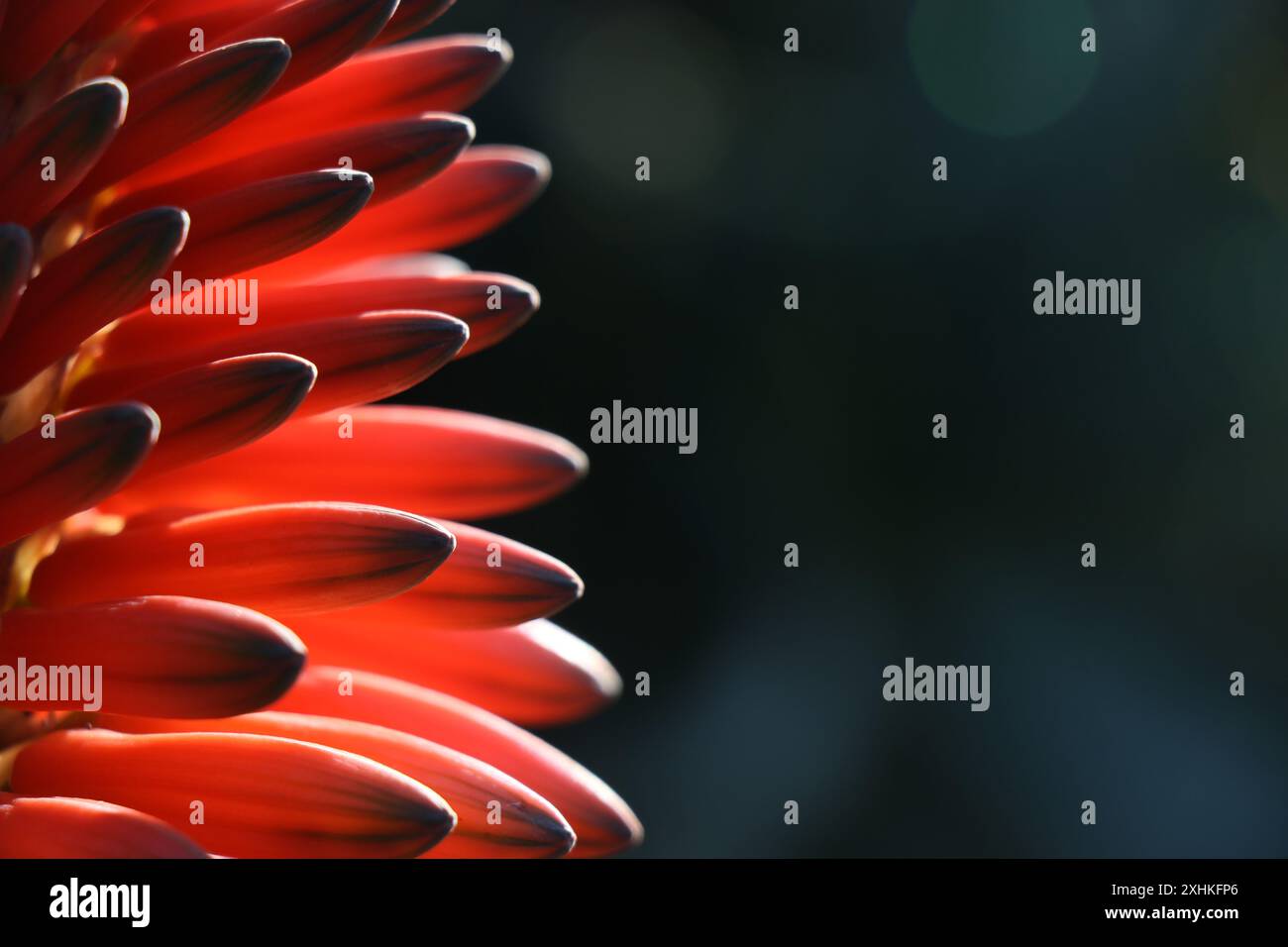 Macro photography of Aloe ferox plant in the Royal Botanic Gardens of ...