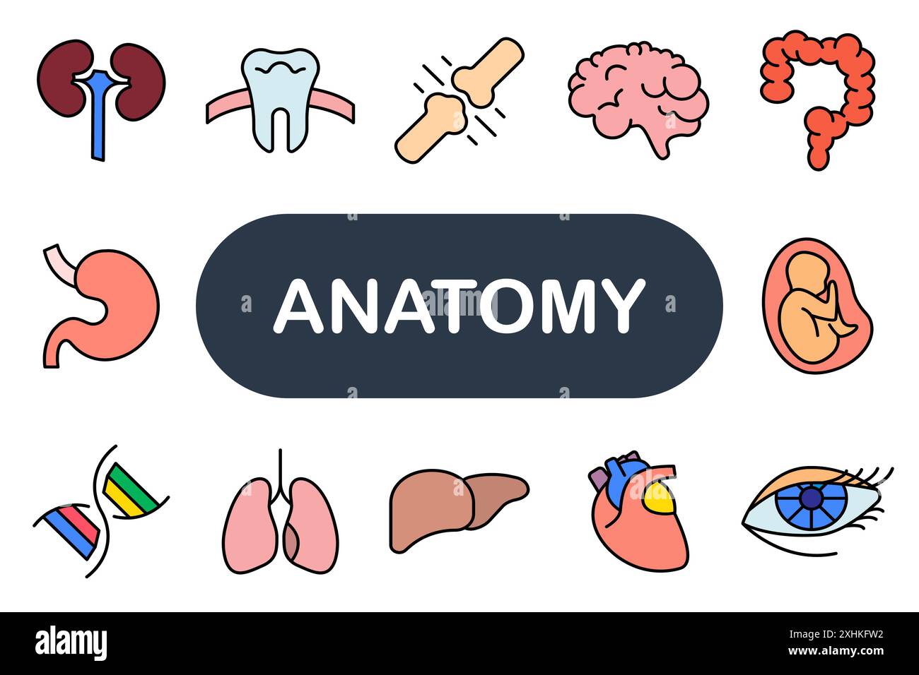 Anatomy set icon. Kidney, tooth, joint, brain, colon, stomach, DNA ...