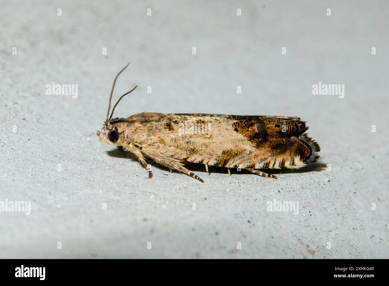 Leafroller Moth, Tortricidae Family, Nelson, South Island, New Zealand ...