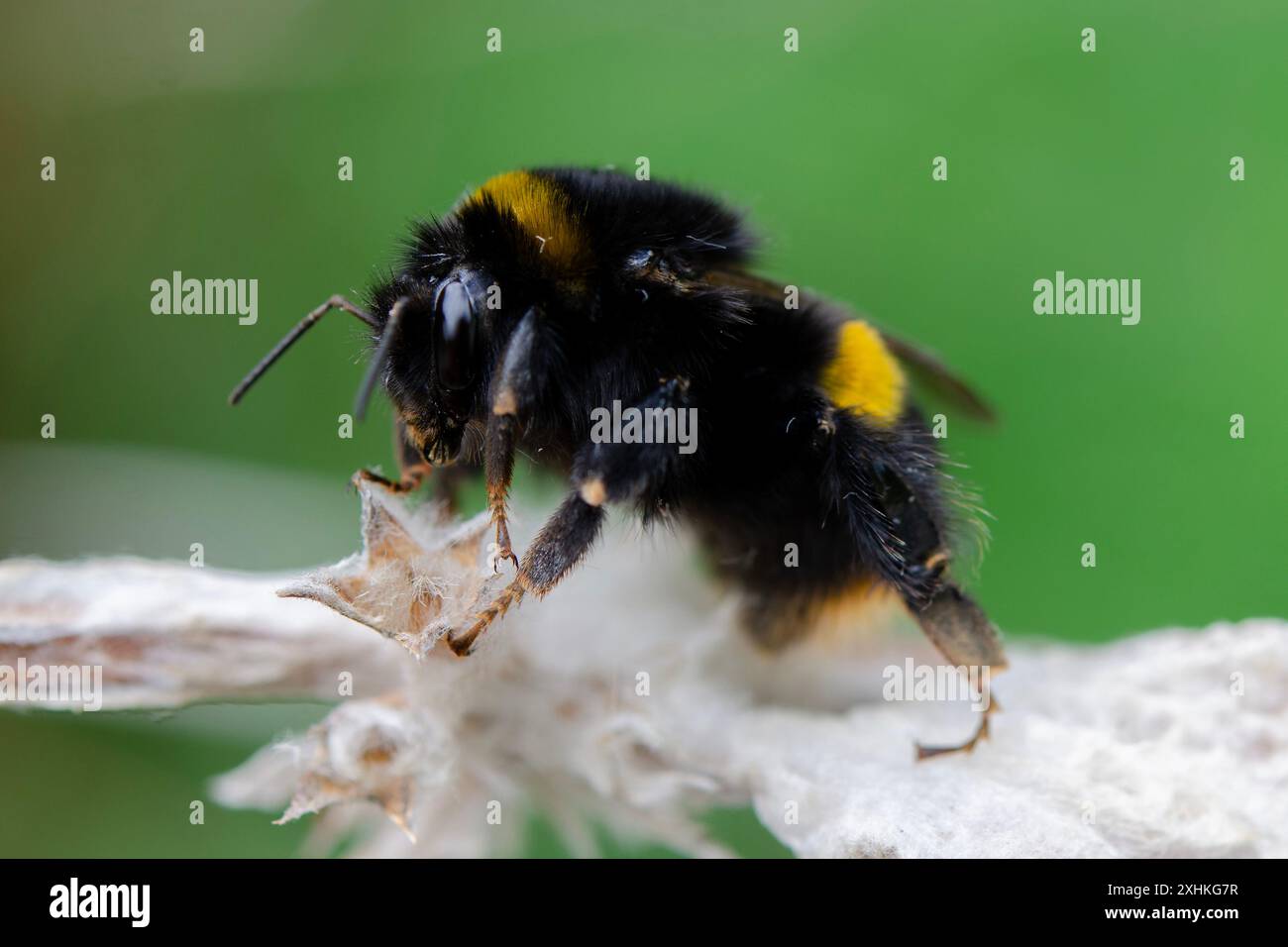 Bumblebee, Bombus sp, feeding using proboscis in flower, Nelson, South ...