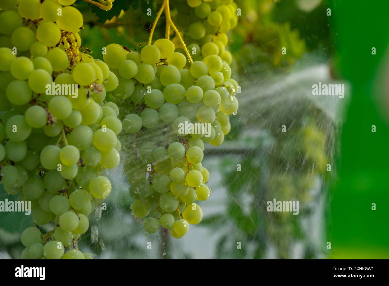 Unrecognizable farmer watering grapes hi-res stock photography and ...