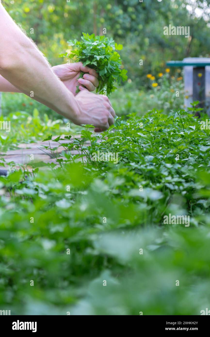 Man hands harvesting green herbs in outdoor garden. Concept of healthy ...