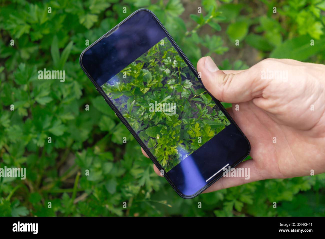 Farmer using smart phone for monitoring property of soil in garden ...