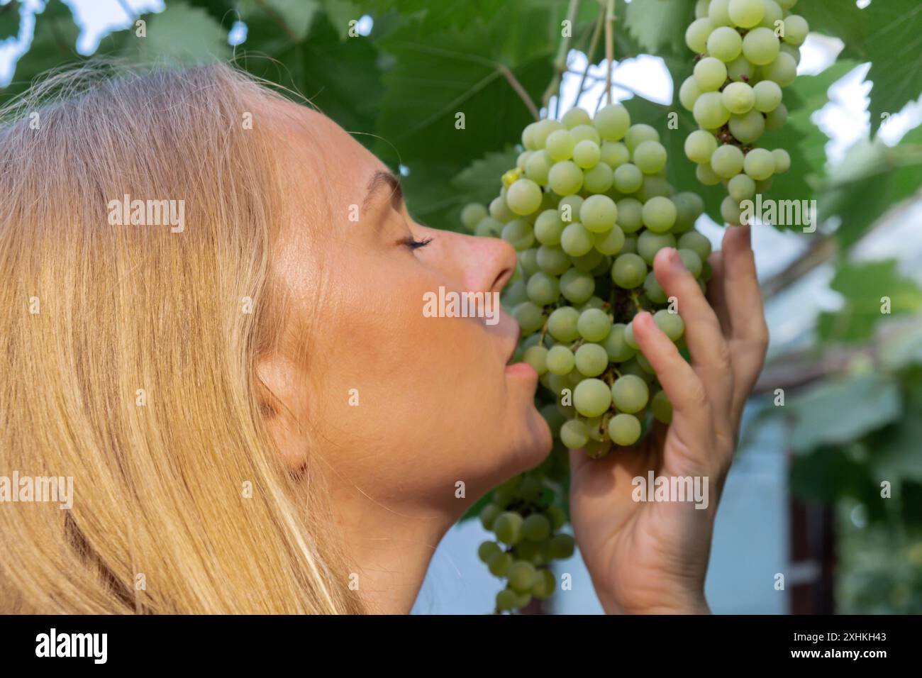 Female farmer inhale bunches fresh grown green grapes from vineyard ...