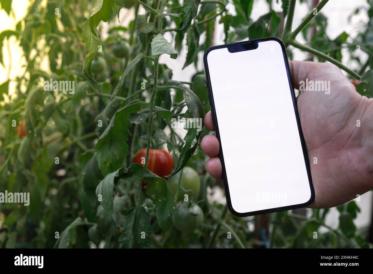 Artificial intelligent management system in farm. Smart gardening at ...