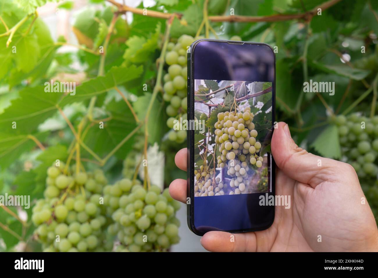 Farmer using smart phone for monitoring property of soil in garden ...