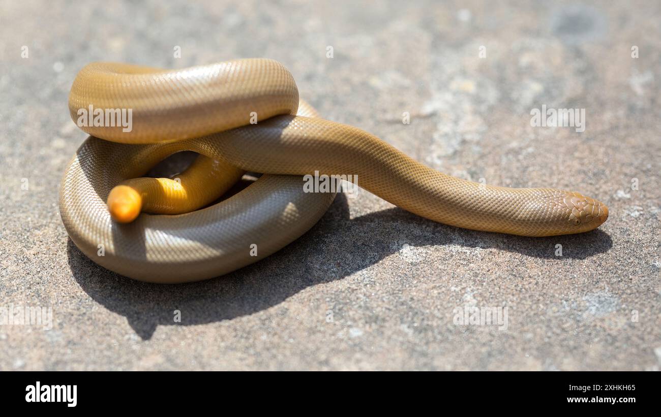 Northern Rubber Boa Snake with an elevated tail to fool predators to ...