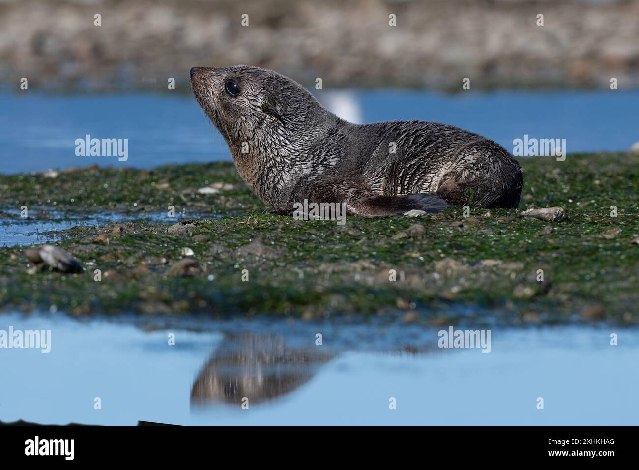 New Zealand Fur Seal, Arctocephalus forsteri, Ruby Bay, Tasman, South ...