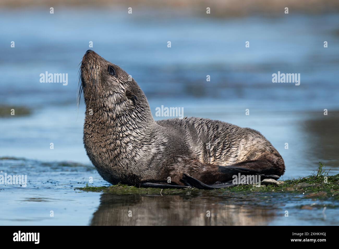 New Zealand Fur Seal, Arctocephalus forsteri, Ruby Bay, Tasman, South ...