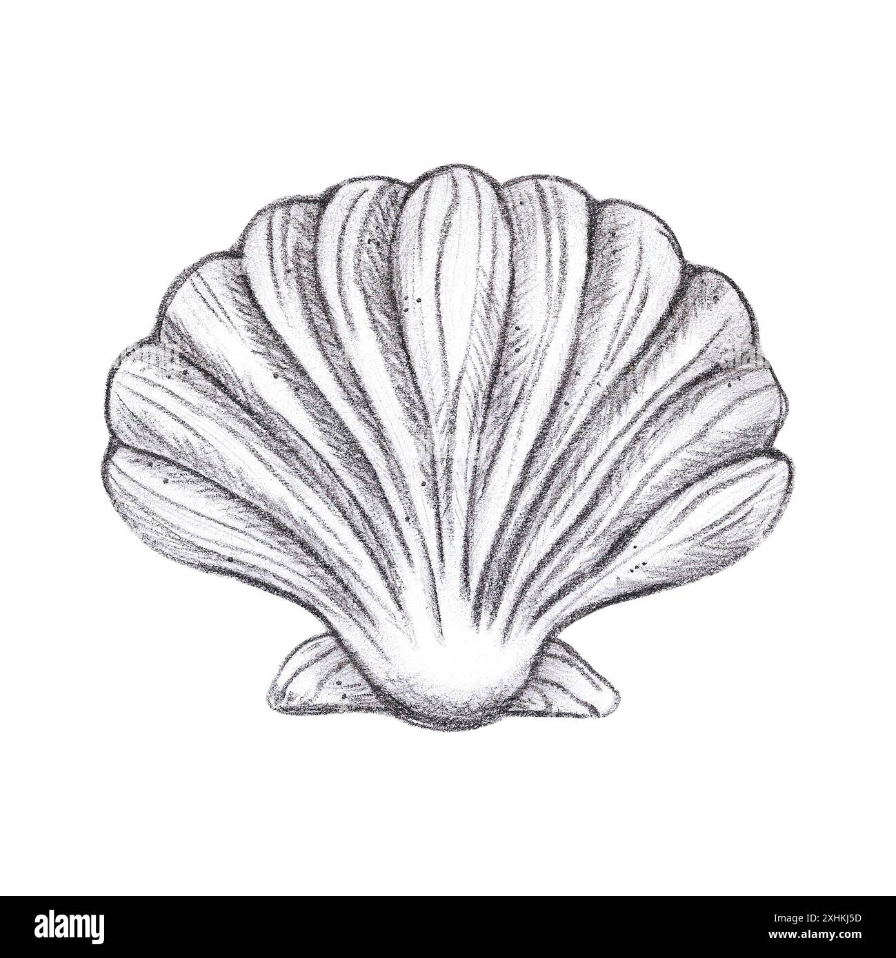 Hand drawn black pencil seashell isolated on white background. Marine ...