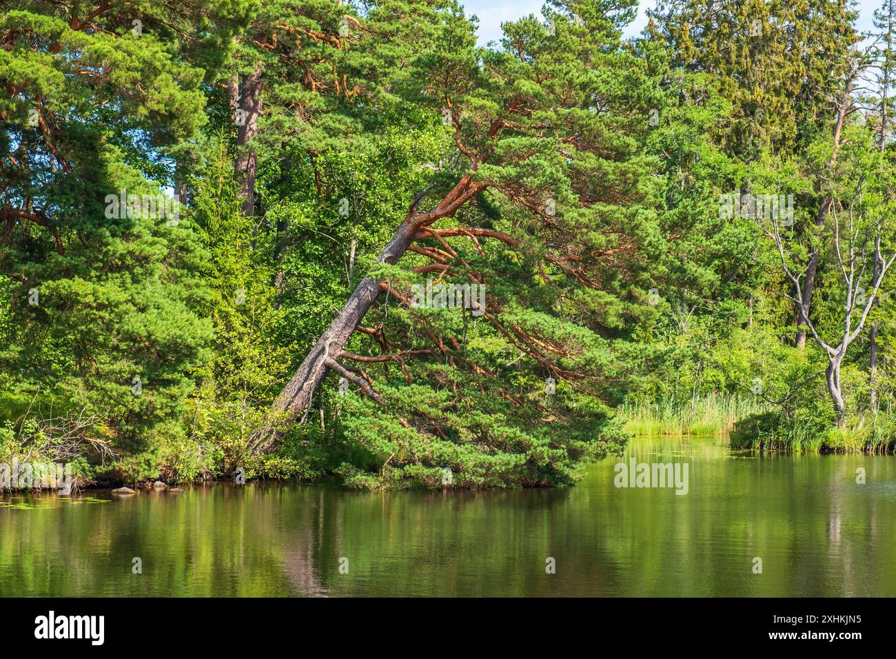 Leaning pine tree hi-res stock photography and images - Alamy