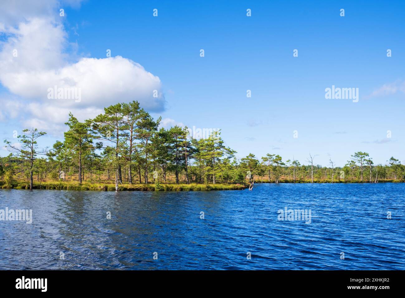 Forest lake by a bog with conifers Stock Photo - Alamy