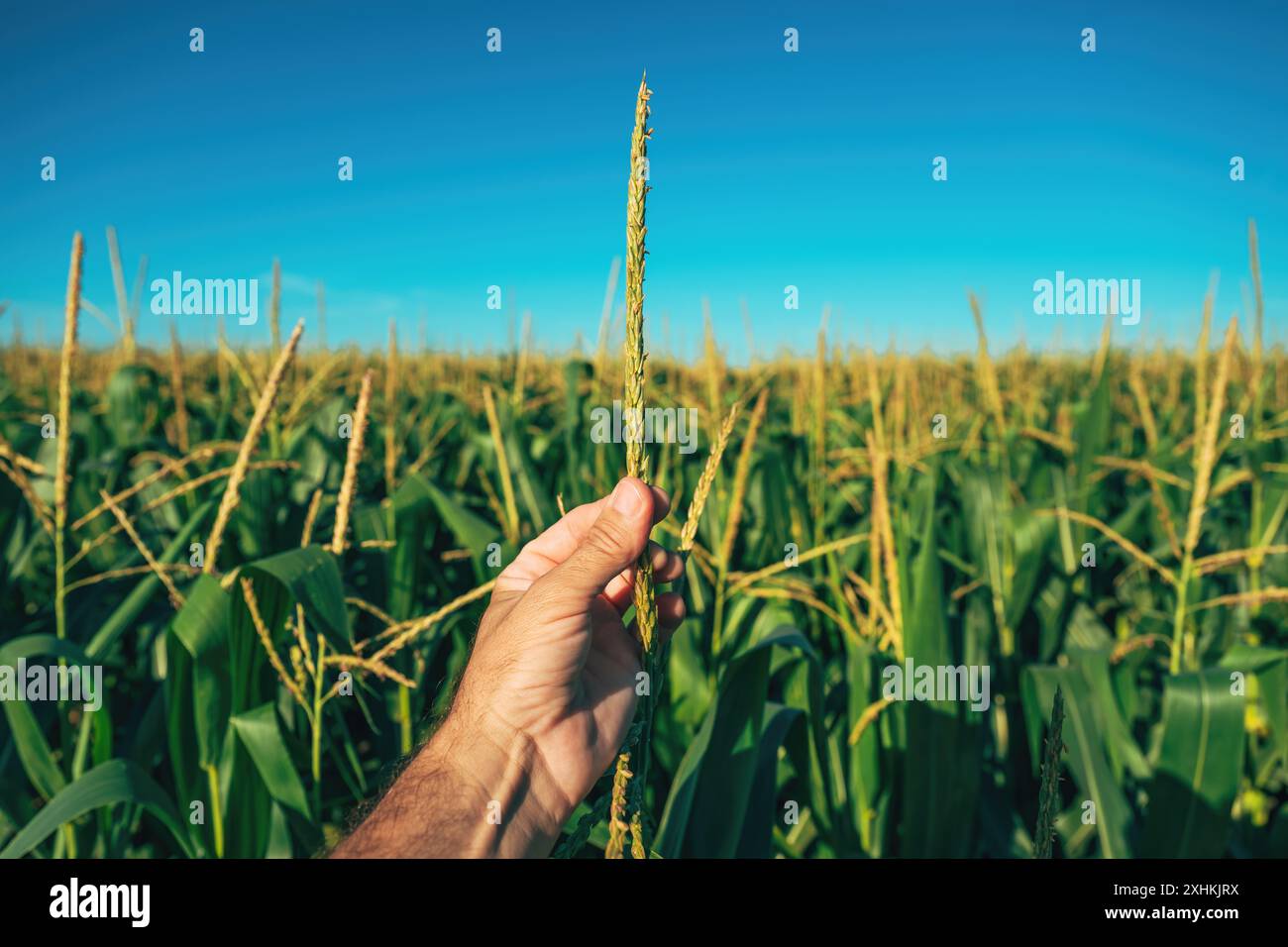 Tasseling hi-res stock photography and images - Alamy