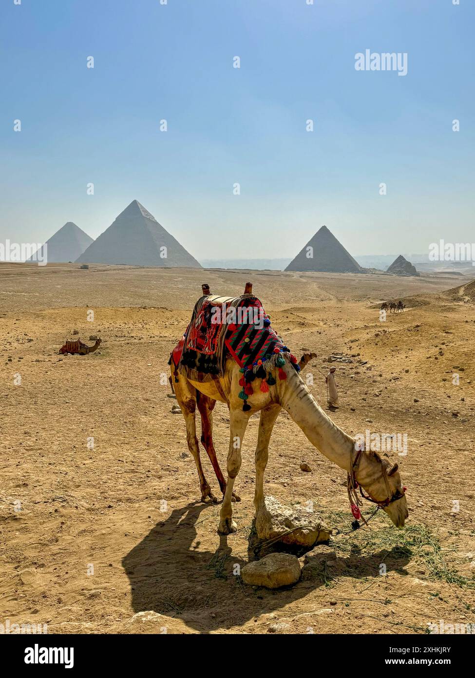 pyramid of giza and camels in the desert, egypt Stock Photo - Alamy