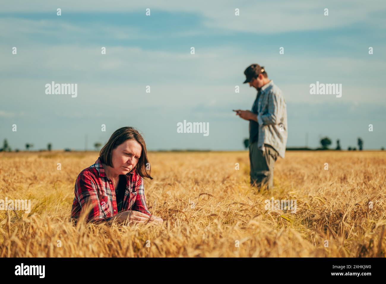 Male and female farm workers inspecting ripe wheat crops in a scenic ...