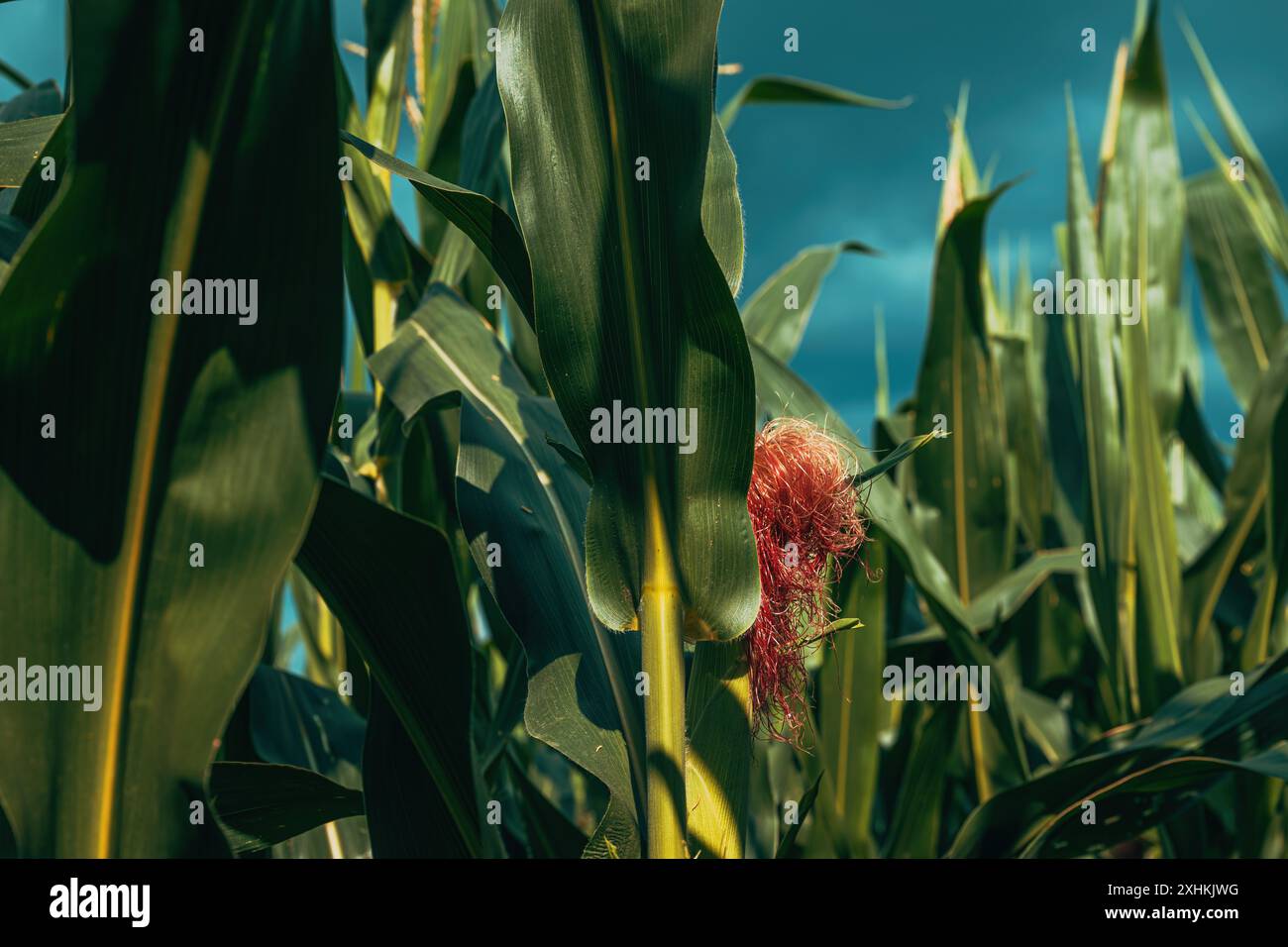 Maydis stigma maydis hi-res stock photography and images - Alamy