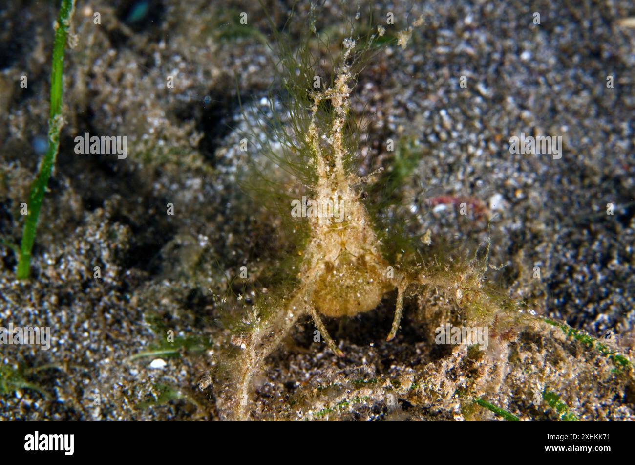 Masked burrowing crab, Gomeza bicornis, Corystidae, Anilao, Batangas ...