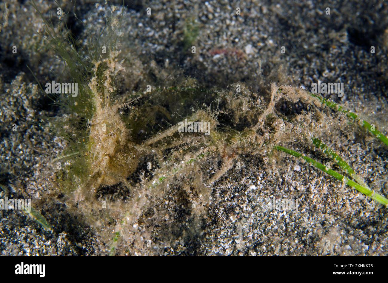 Masked burrowing crab, Gomeza bicornis, Corystidae, Anilao, Batangas ...