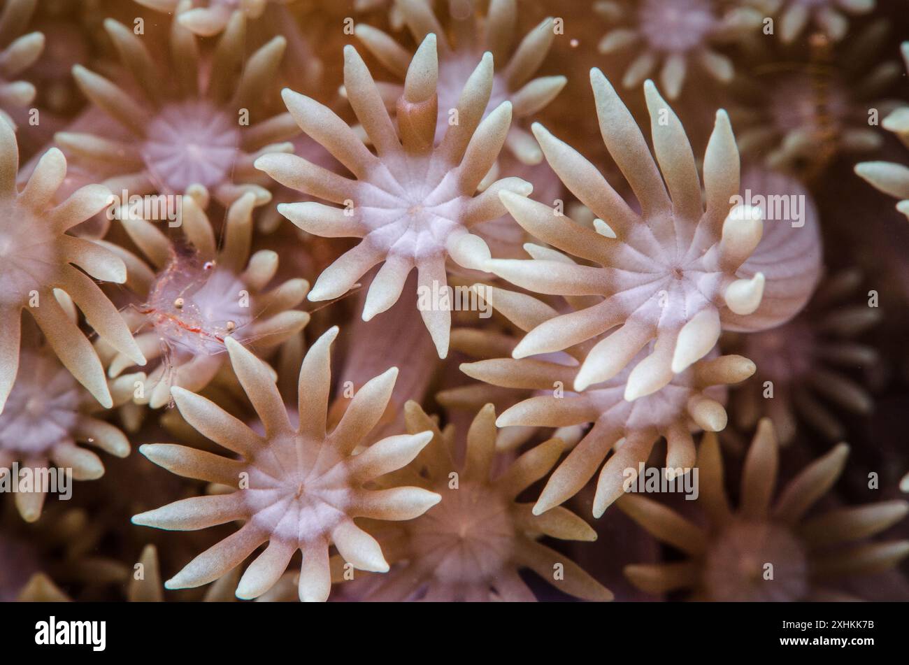 Hard coral, Alveopora sp., Poritidae, Anilao, Batangas, Philippines ...
