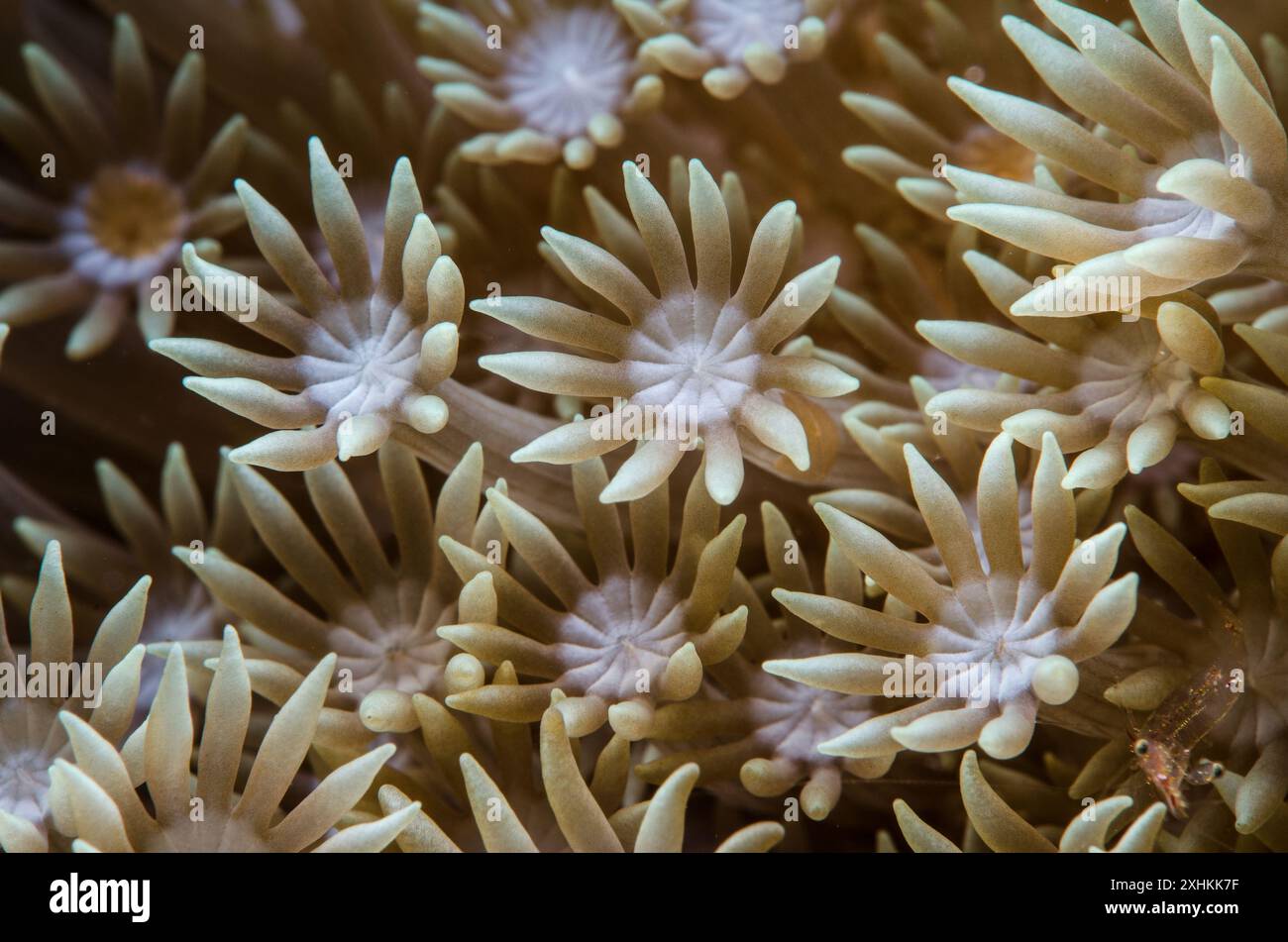 Hard coral, Alveopora sp., Poritidae, Anilao, Batangas, Philippines ...