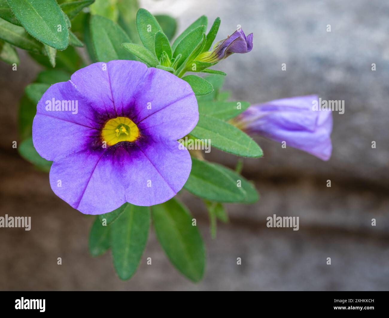 Closeup view of purple and yellow flower of calibrachoa parviflora aka ...