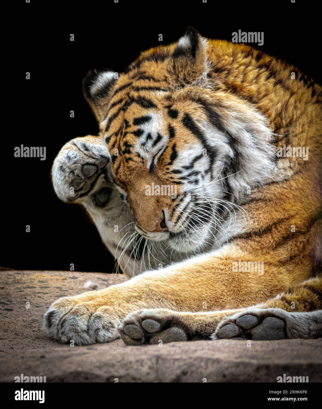 A tiger touches its forehead in despair BLACKPOOL ZOO, ENGLAND ...