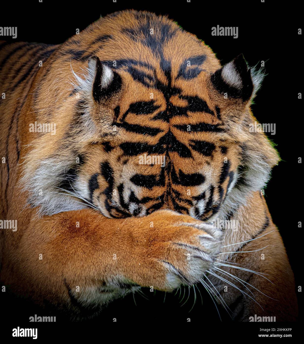 This tiger cant look so covers its face with its paw FLAMINGO LAND ...